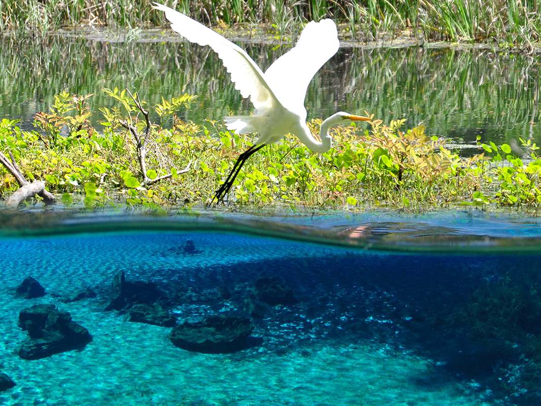 Home - Discover Dunnellon